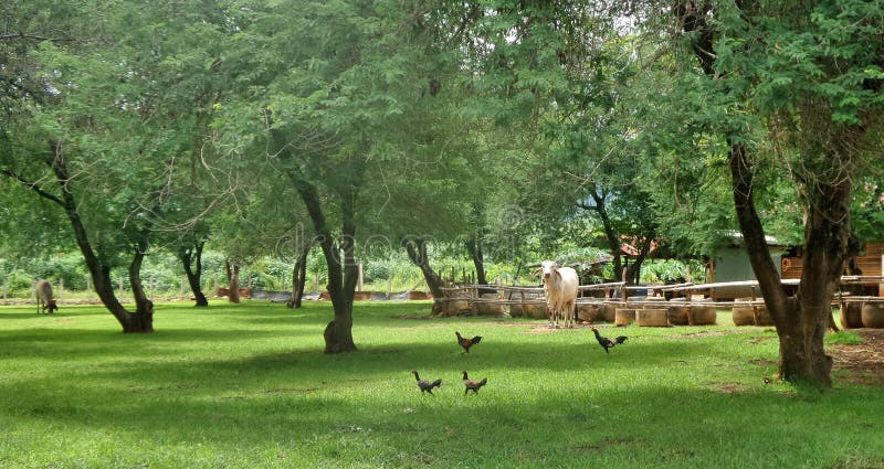 Vida Rural Simple En El Campo Imagen de archivo - Imagen de pollo, vida ...