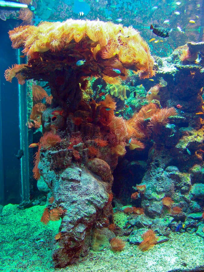 Vida subaquática foto de stock. Imagem de modelo, marinho - 9539978