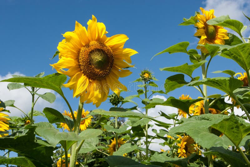Vida vegetal 124 foto de archivo. Imagen de planta, frontera - 77602638