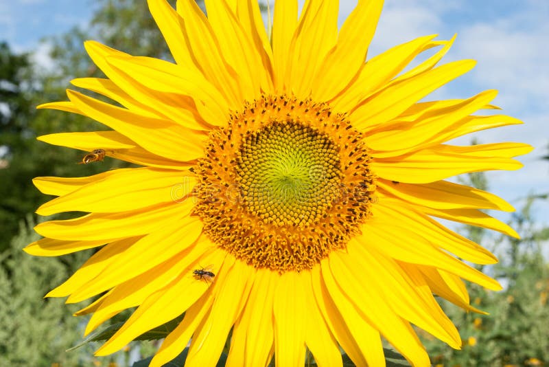 Vida vegetal 47 foto de archivo. Imagen de flores, densamente - 77202828