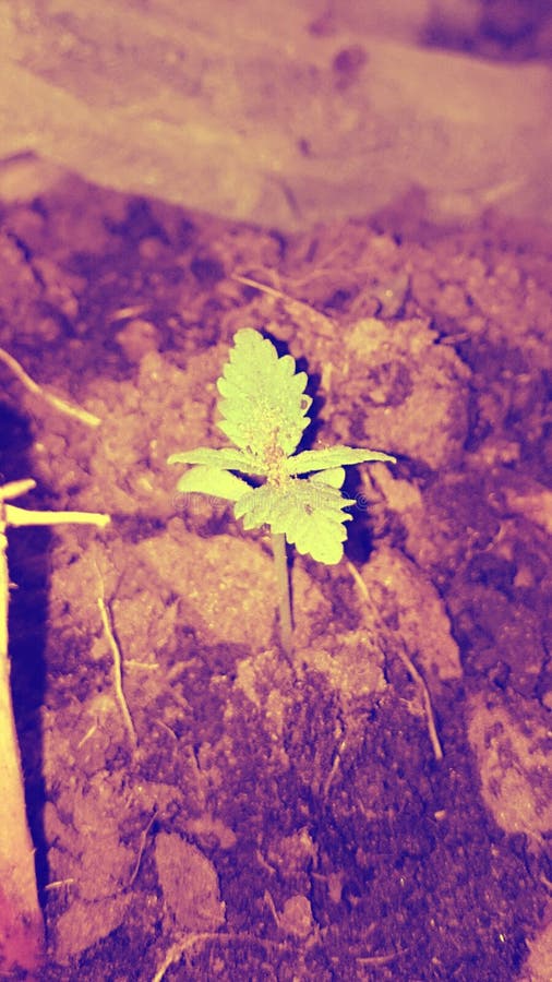 Vida verde imagen de archivo. Imagen de vida, usted, planta - 74586769