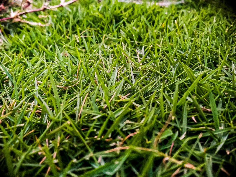 Vida verde vida saludable foto de archivo. Imagen de planta - 184551570