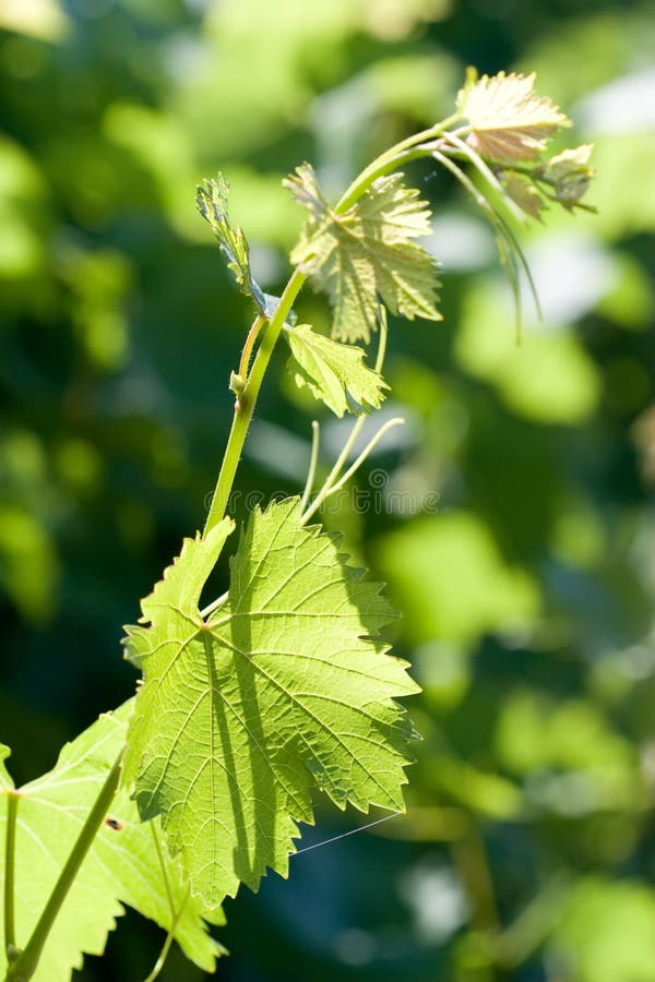 Videira foto de stock. Imagem de videira, jardinar, haste - 12095166