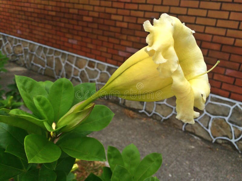 Trombeta-flor Amarela Que Floresce Em the Field Foto de Stock - Imagem ...