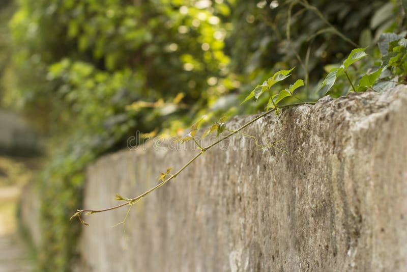 Videira Seca Em Uma Parede De Pedra Com Lanterna Foto de Stock - Imagem ...