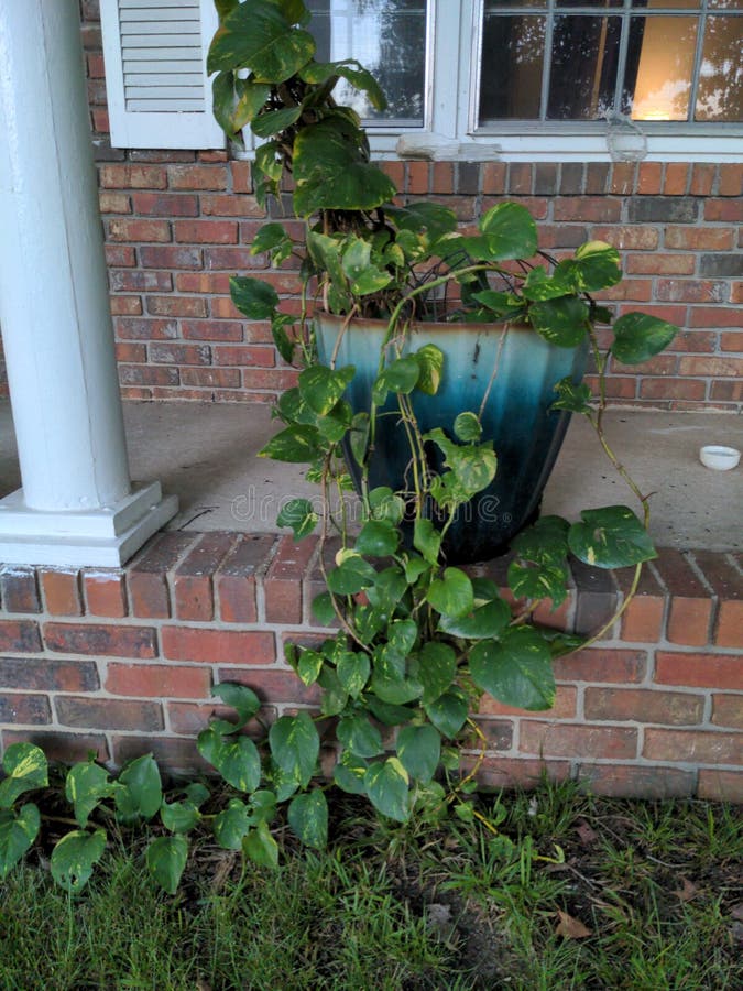 Videira gigante pothos foto de stock. Imagem de ferro - 261367956