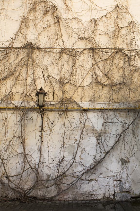 Videira Seca Em Uma Parede De Pedra Com Lanterna Foto de Stock - Imagem ...