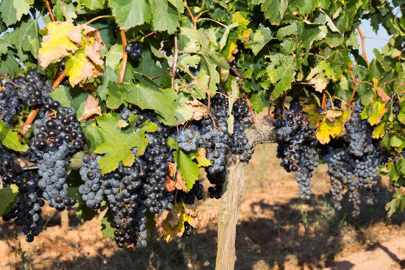 Videiras ao por do sol imagem de stock. Imagem de terra - 7522037