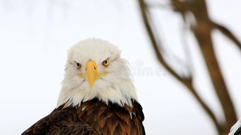3D Bald American Eagle Flying Loop Animation with Walk Cycle Side View ...