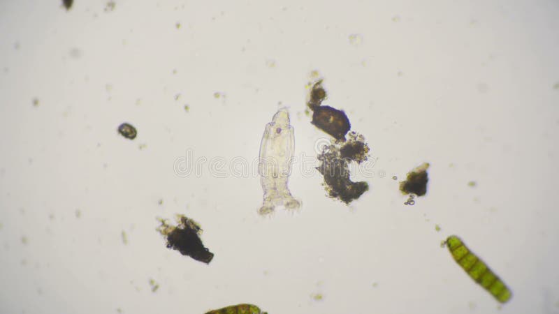 Video of a Bdelloid Rotifer Under the Microscope Stock Video - Video of ...