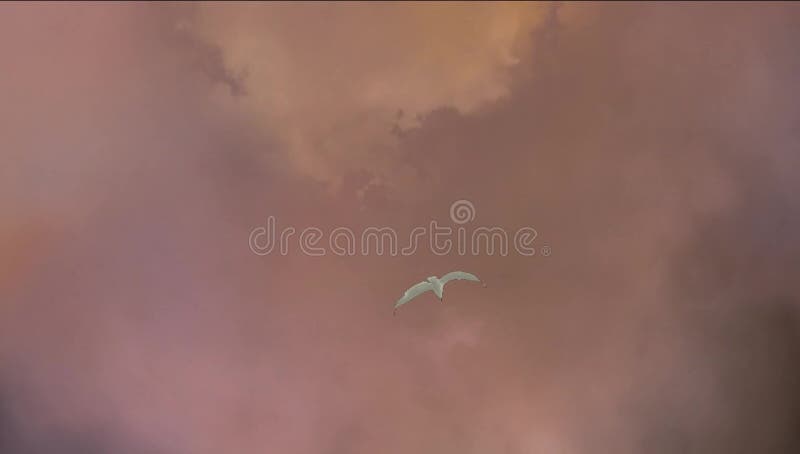 Bird Fly Gull Forward Clouds Sky Stock Footage - Video of autumn ...