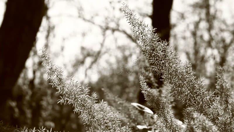 Video of Black and White Bush Stock Footage - Video of country, october ...