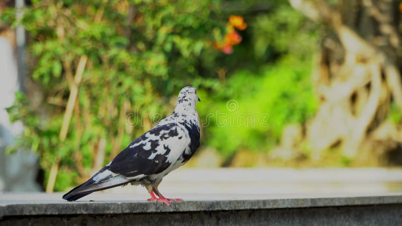 Video of a Black and White Patterned Pigeon in the Temple. Stock Video ...