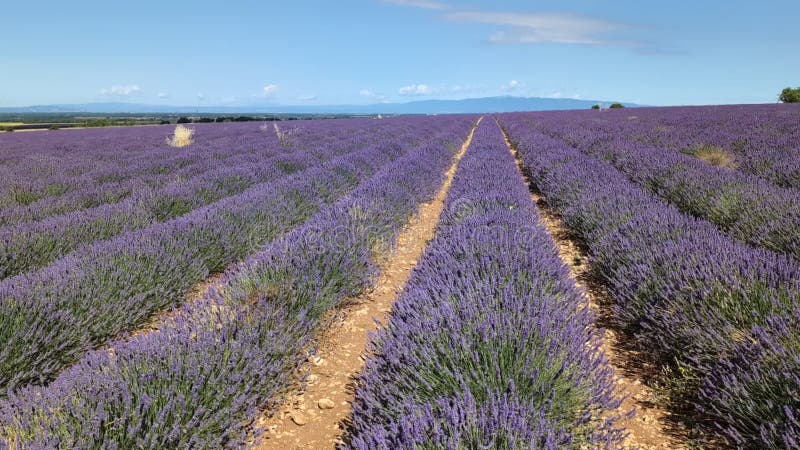 Video of Blooming Lavender Fields in the Sun with Bees and Wind ...