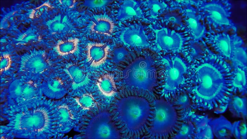 Green Fuzzy Mushroom Corals Stock Video - Video of mushroom, underwater ...