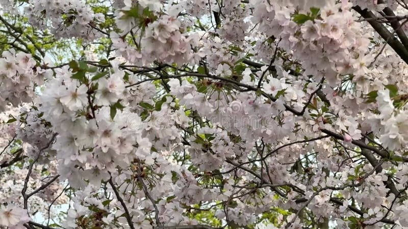 Video of the Branches of Light Pink Cherry Tree (sakura) in Full Bloom ...