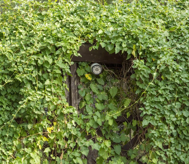A Video Camera Hidden in the Bushes among the Foliage Stock Image ...