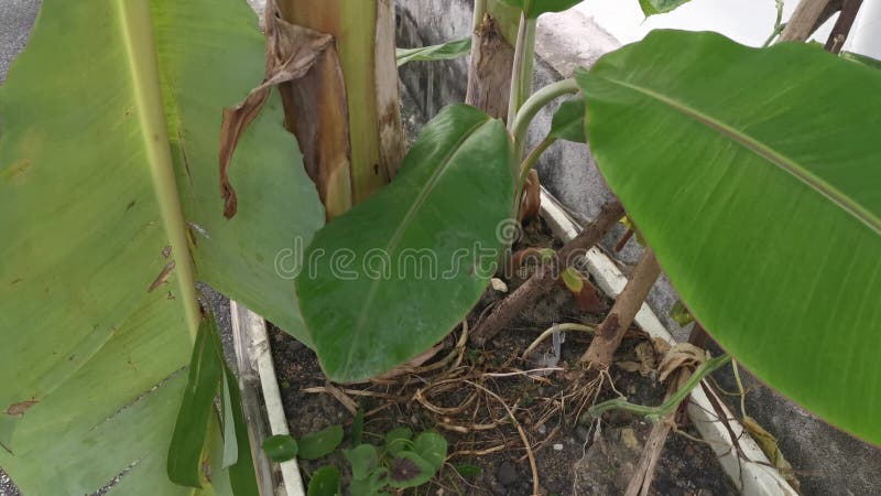 Banana Tree Growing from the Polystyrene Form Box Outdoor. Stock Video ...