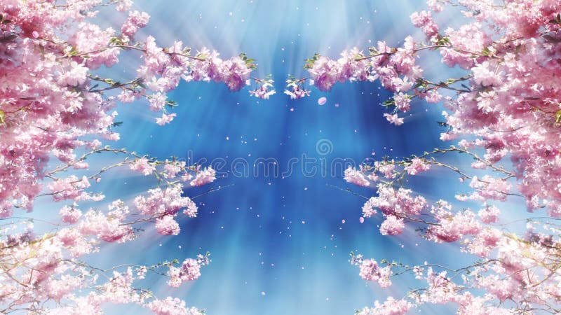 Sakura Tree Animated Video, Animated Background, Flower and Petals ...
