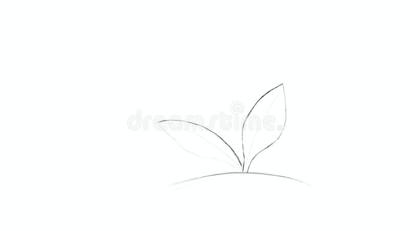 Video Clip Showing the Process of Drawing a Sprout with a Pencil. Stock ...