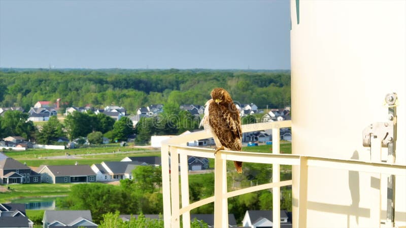 Close Up of Young Red Tailed Hawk Perched on Water Tower Railing and ...