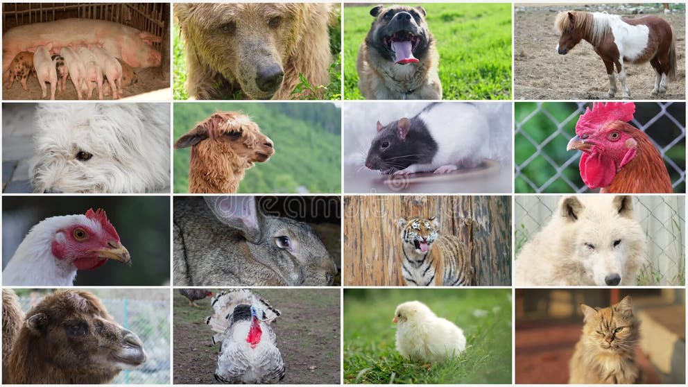 Video Collage, Group of Different Animals. Split Screen. 4k Video Stock ...