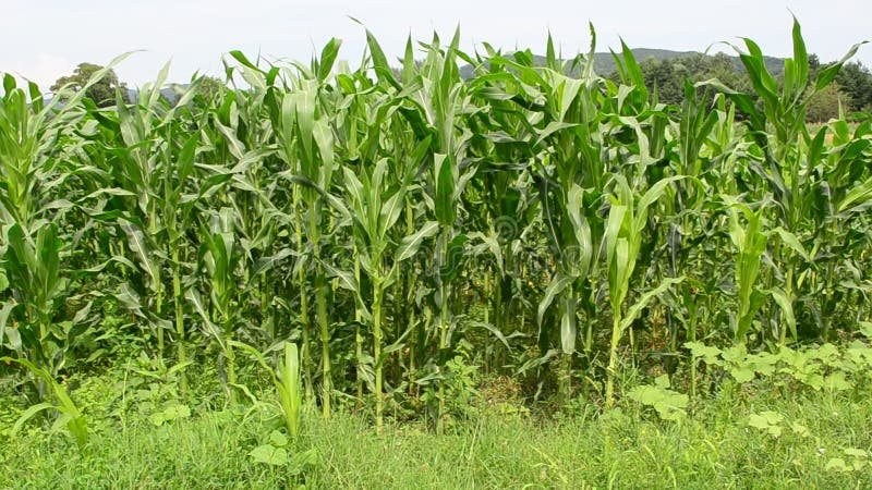 Blowing Wind between Corn Plants Stock Footage - Video of video, hard ...