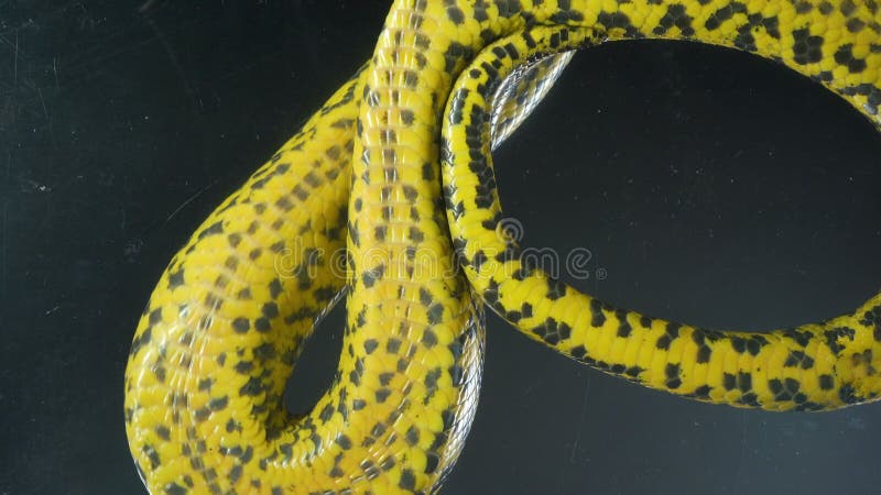 Video of Crawling Yellow Anaconda with Bottom View Stock Video - Video ...