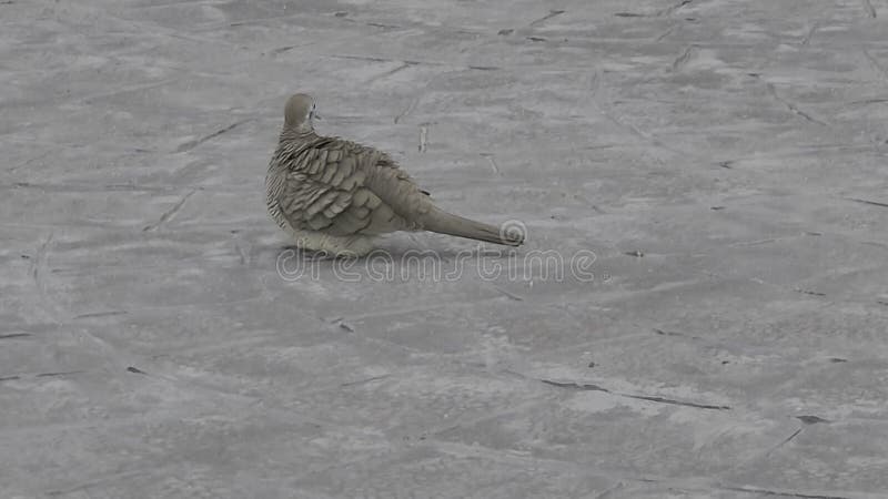 Video of a Dove in a Relaxing Position Stock Video - Video of bangkok ...
