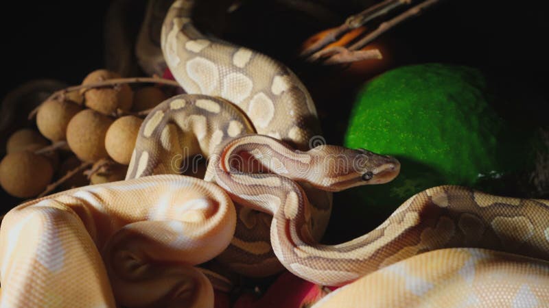 Video of Exotic Fruits and Ball Pythons Stock Video - Video of ball ...