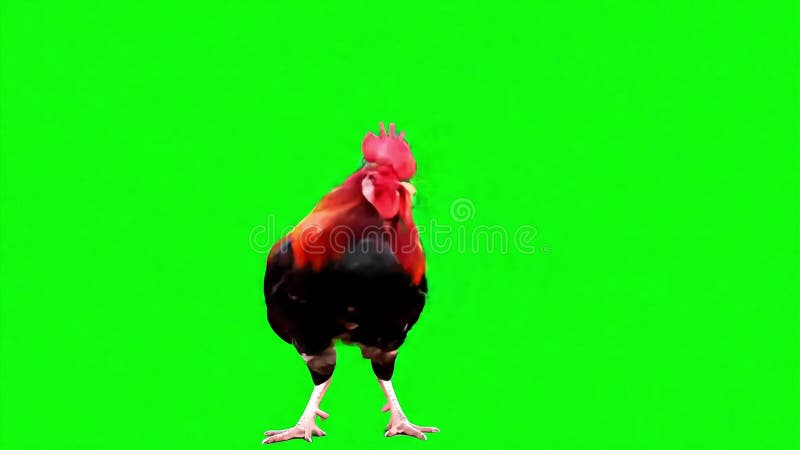 Animated Roosters on Green Screen for Video Compositing and Special ...