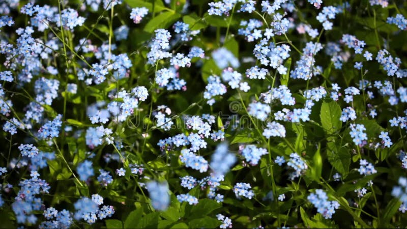 Video of Field with Forget-me-not Flowers Stock Footage - Video of full ...
