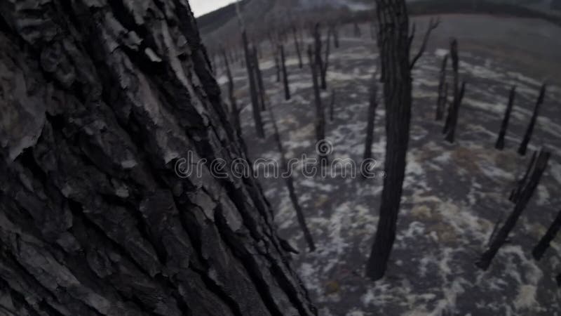 Forest Fire Aftermath, Ash Covered Trees and Burnt Landscape ...
