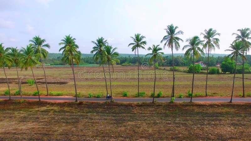 Famous Coconut Palm Tree and Road in Goa Stock Video - Video of storm ...