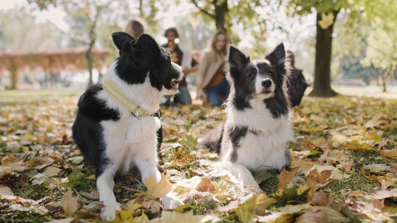 Two Happy Dogs Play Together on a Walk in the Park Next To the Owner S ...