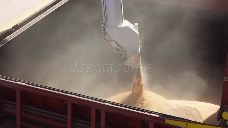 Loading Grain Onto a Cargo Ship for Transportation by Sea by a Conveyor ...