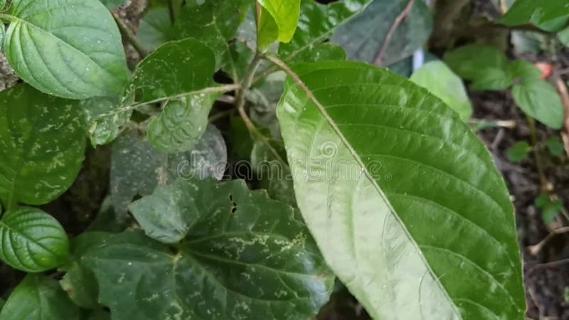 Video of the Leaf Swing Showing that it Has Started To Break in Some ...