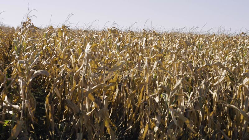 Video Panning Over a Field of Dried Corn Crops Under the Sun Stock ...