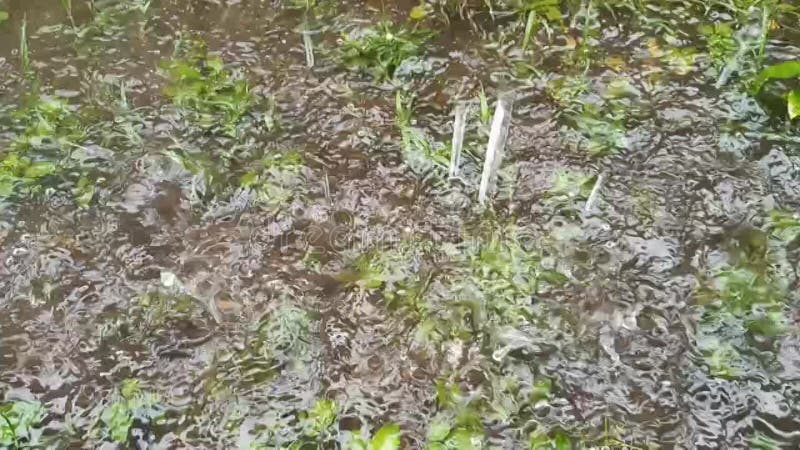 Raindrops fall and splash stock footage. Video of splash - 260933468