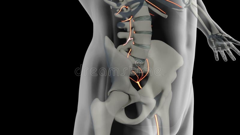 Cauda equina nerves stock footage. Video of human, body - 193437804