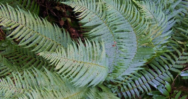 The Video Shows a Dense Patch of Ferns. Vertical Video Stock Footage ...