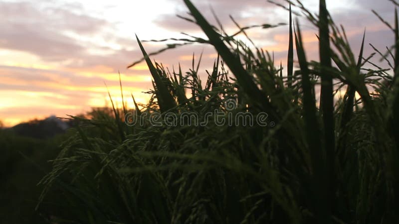 Rice Trees Bear Fruit in the Fields Stock Video - Video of sunset ...