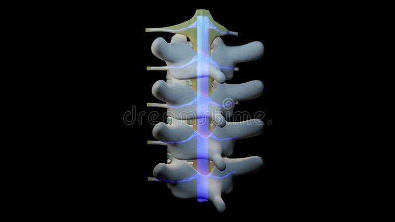 Spine segment movements stock video. Video of element - 193986759