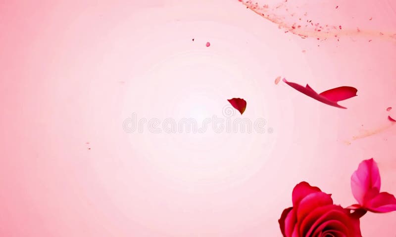 Red Rose Falling on Pink Background with Text Space Stock Video - Video ...