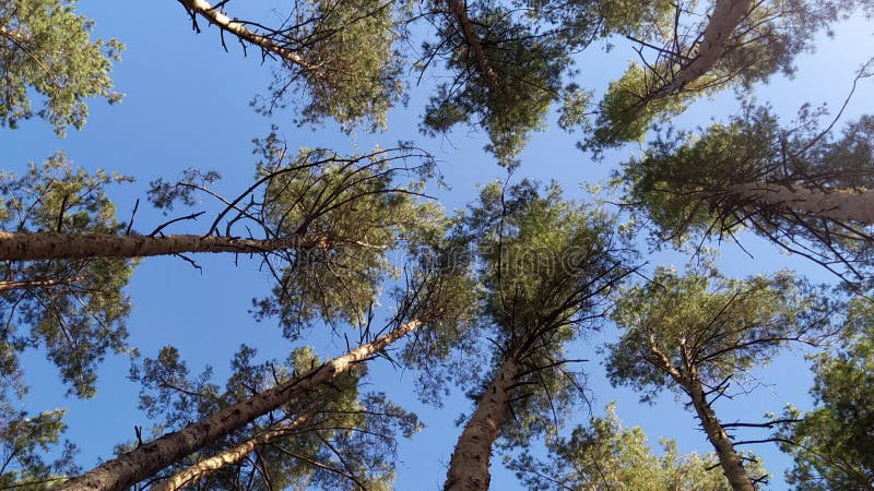Video of Tall Trees Tops Framing the Sky in the Middle. Pine Trees Tops ...