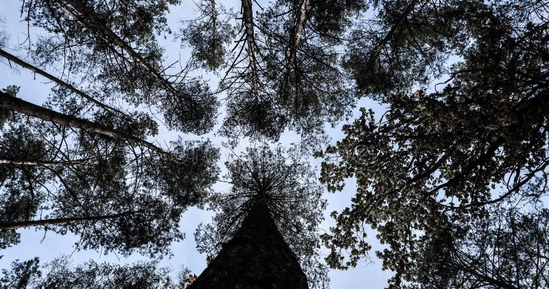 Video of Tall Trees Tops Framing the Sky in the Middle. Pine Trees Tops ...