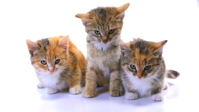 Three Cute Little Kittens Playing with Each Other in a Wicker Basket in ...