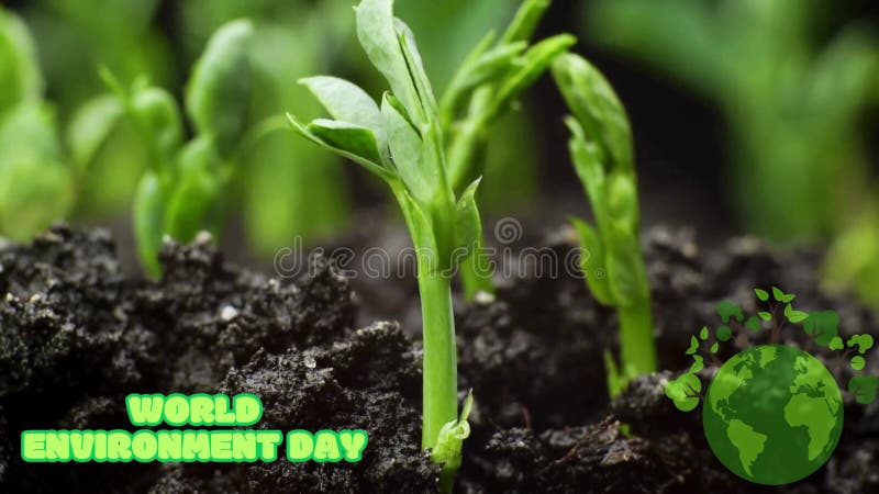 Video about Plant Growth Simulation by Preserving the Environment Stock ...