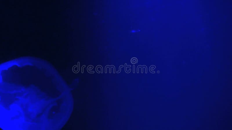 Translucent Jellyfish Swim Around Deep Underwater Stock Video - Video ...