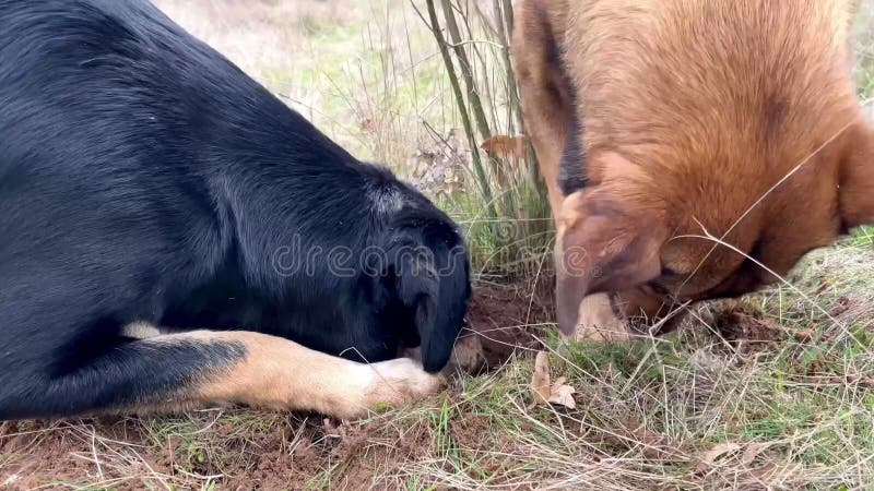 Video of Two Dogs Digging a Hole Stock Footage - Video of discovery ...